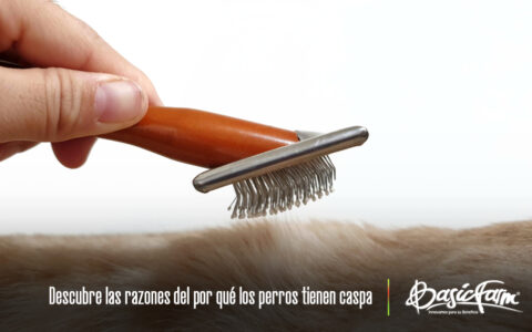 Razones del por qué los perros tienen caspa | Basic Farm