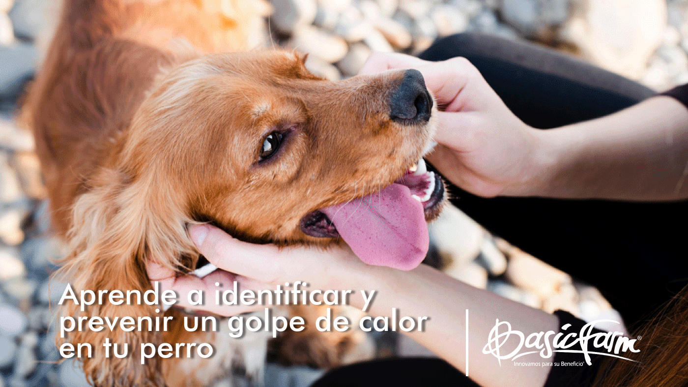 Aprende a identificar y prevenir un golpe de calor en tu perro