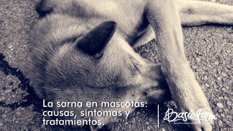 La sarna en mascotas: causas, sintomas y tratamientos