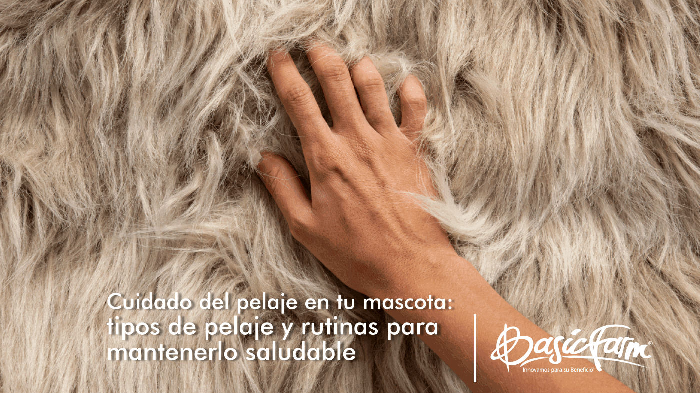 Cuidado del pelaje en tu mascota