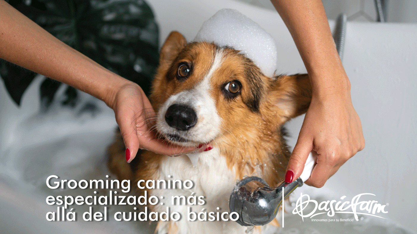 Grooming canino especializado: más allá del cuidado básico